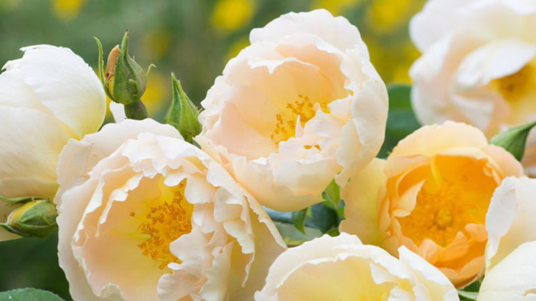 Une rose du nom des Comtes de Champagne - The Instant When