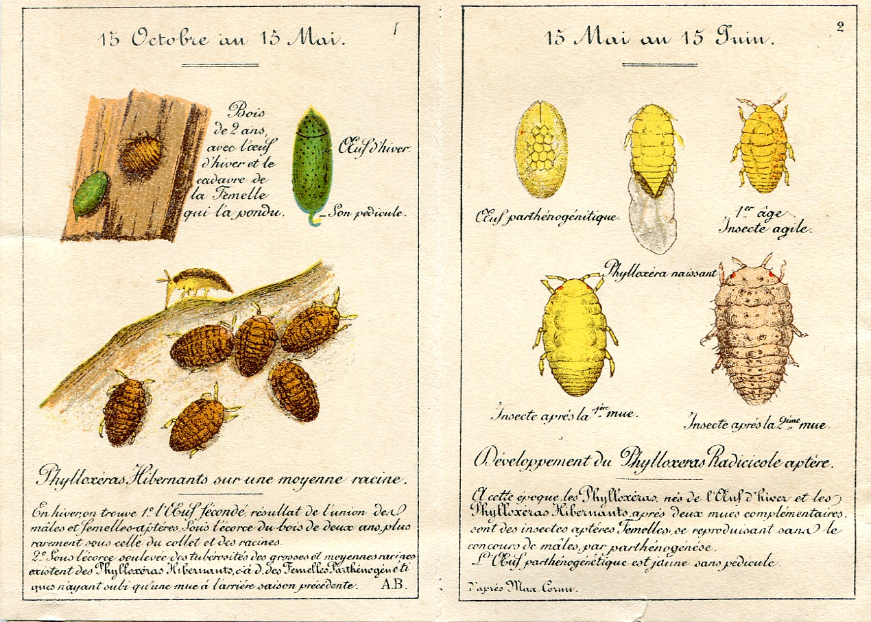 Phylloxera - The Instant When