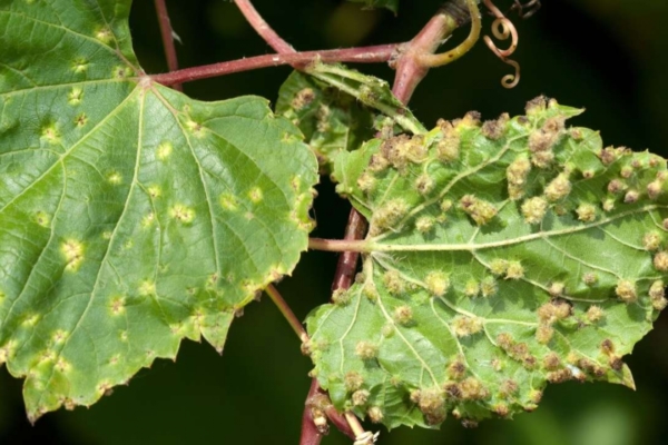 Phylloxera - The Instant When