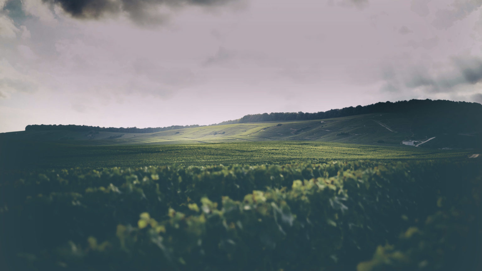 What is a “Grand cru” and a “Premier Cru”? - The Instant When